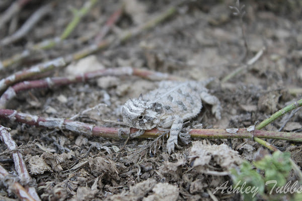 Texas Horned Lizard (Baby) | Project Noah