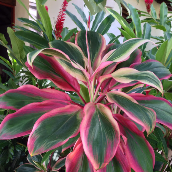 ti plant | Project Noah