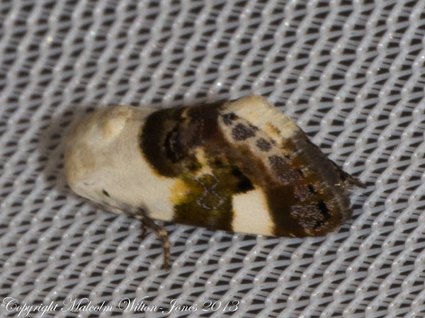 Pale Shoulder Moth | Project Noah