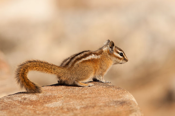 Least Chipmunk | Project Noah