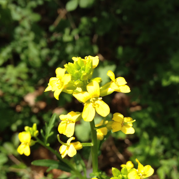 Winter cress | Project Noah