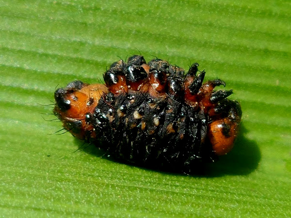 Convict Caterpillar | Project Noah