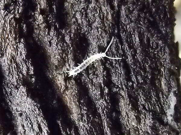 Symphylan | Project Noah