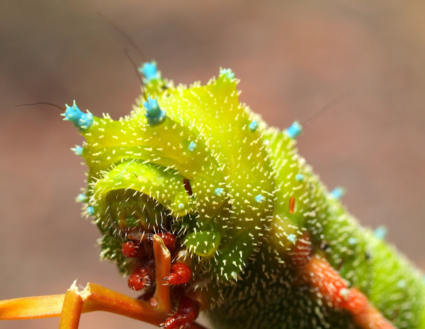 Helena Gum Moth Caterpillar | Project Noah