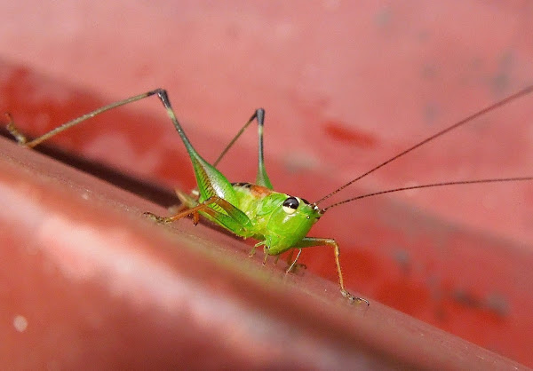 Katydid (Bush-cricket) nymph | Project Noah