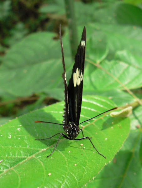 Heliconius butterfly | Project Noah