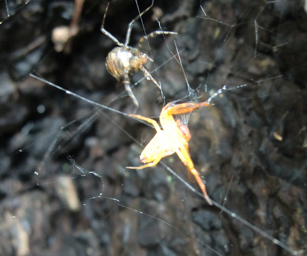 Triangular Spider | Project Noah