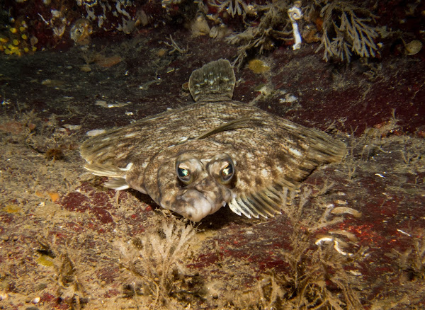 Rock Sole | Project Noah