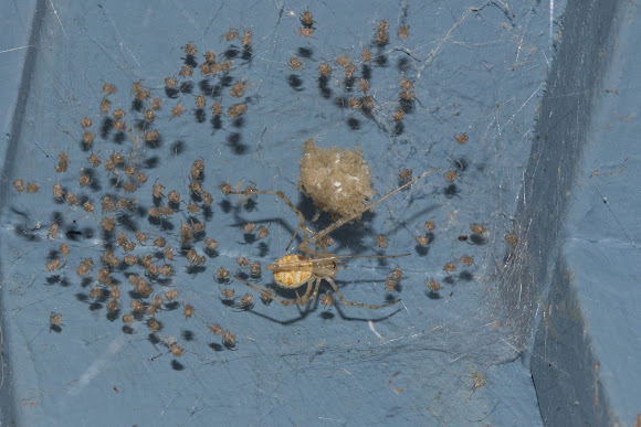 Theridiidae Spider | Project Noah