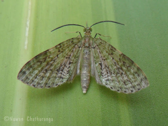 Geometrid Moth | Project Noah
