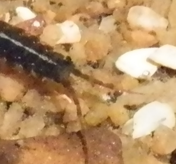 Sea Centipede (Isopod) | Project Noah
