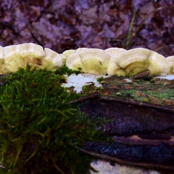 irpex lacteus | Project Noah