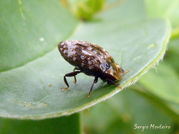 Turtle beetle | Project Noah