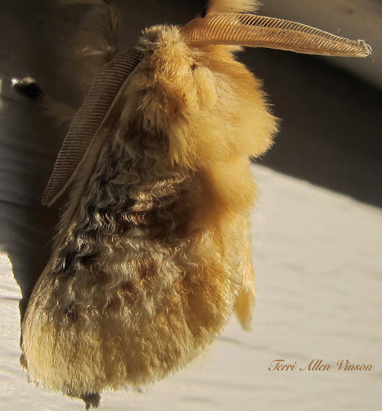 Black-waved Flannel Moth | Project Noah