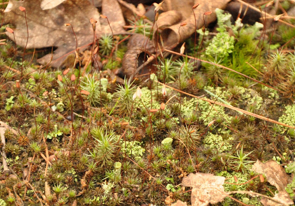 Ribbed bog moss | Project Noah