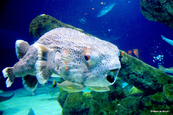 Puffer fish | Project Noah