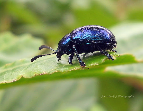 Blue mint beetle | Project Noah