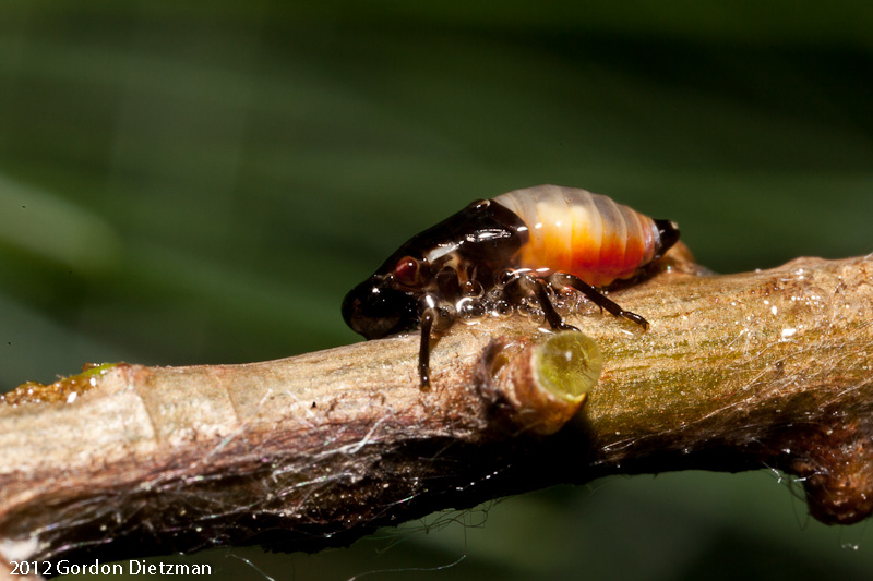 Spittlebug | Project Noah