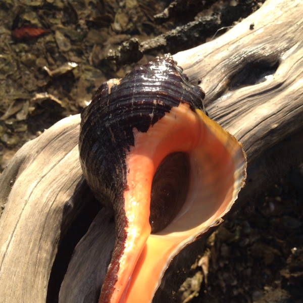 Florida horse conch | Project Noah
