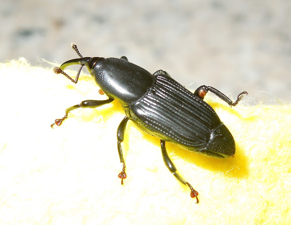 Agave Snout Weevil | Project Noah