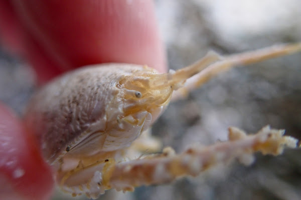 Pacific Mole Crab | Project Noah