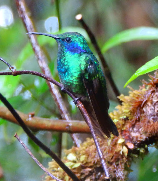 Green Violetear | Project Noah