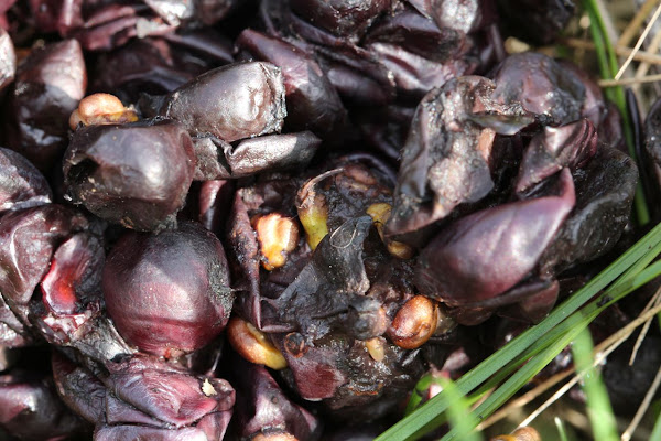 animal droppings | Project Noah