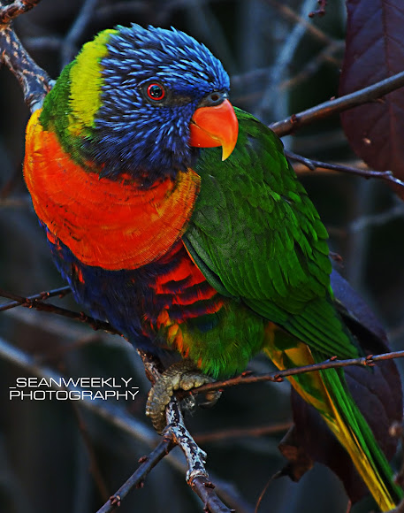 Rainbow Lorikeet | Project Noah