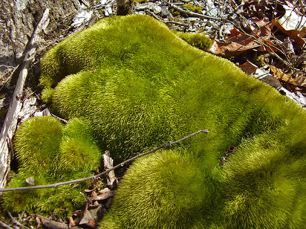 Wind-blown moss | Project Noah