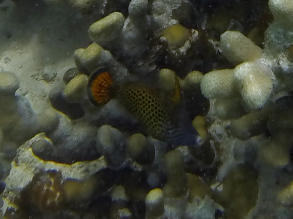 Fantail Filefish | Project Noah