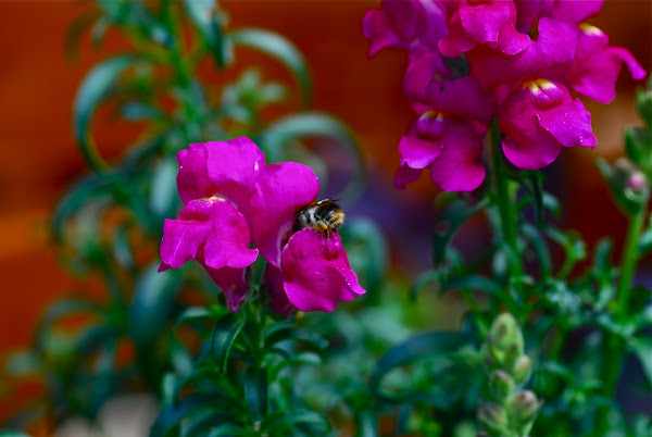 bumble bee on a snapdragon | Project Noah