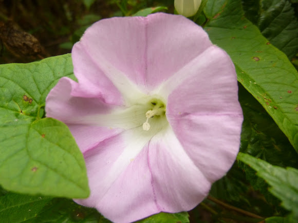 Hedge False Bindweed | Project Noah