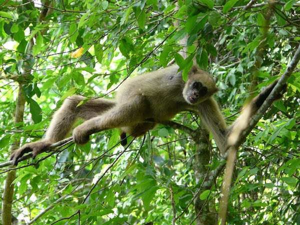 Northern Muriqui | Project Noah