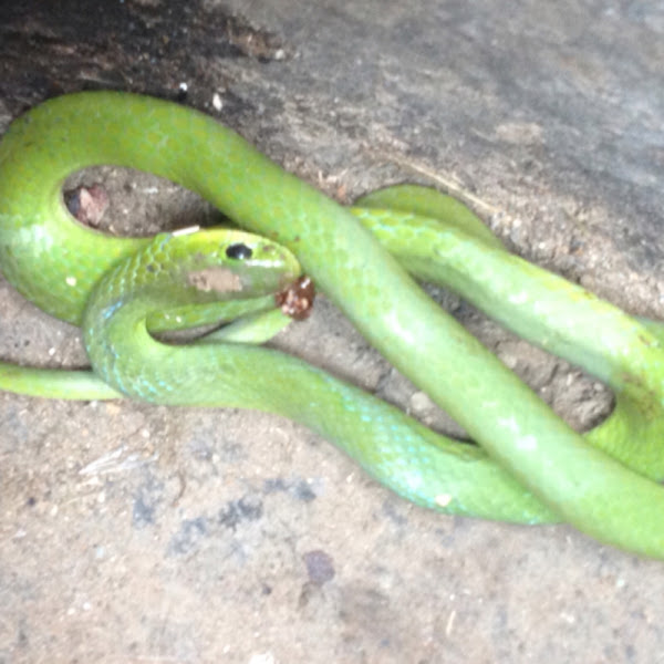 Natal Green Snake | Project Noah