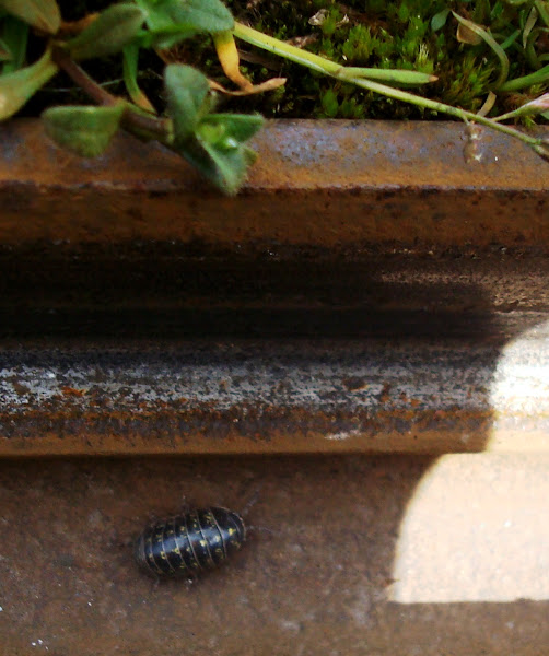 Pill Bug / Buba lopta | Project Noah