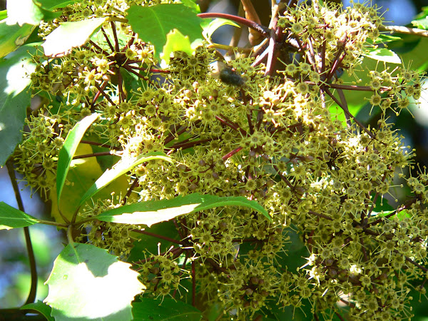 Five finger | Project Noah