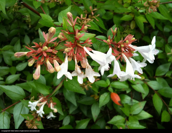 Abelia flowers and a Bumble bee | Project Noah