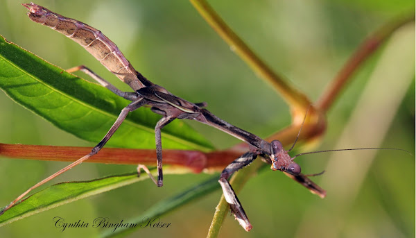 Mantid nymph | Project Noah