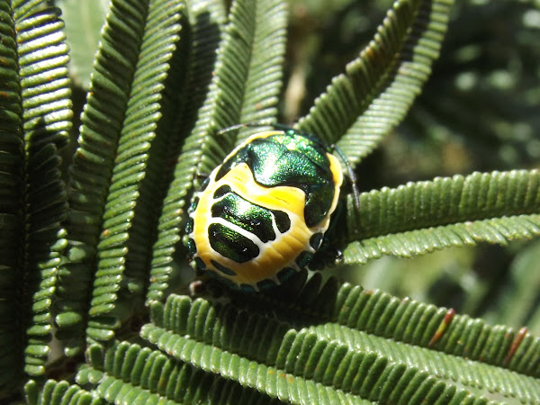 Metallic shield backed bug | Project Noah