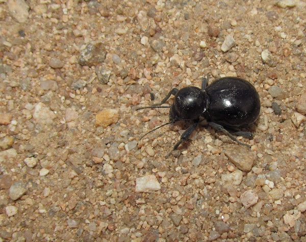 Rounded Toktokkie | Project Noah