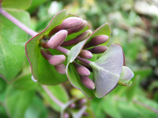Evergreen Honeysuckle | Project Noah