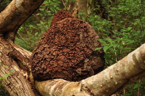 Termite nest | Project Noah