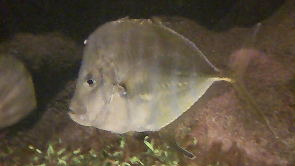 lookdown | Project Noah