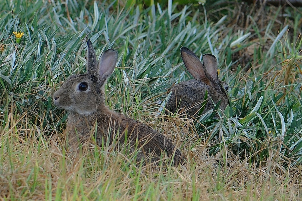 European Rabbit | Project Noah