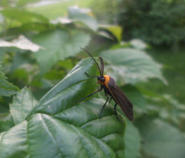 Yellow collared Scape | Project Noah