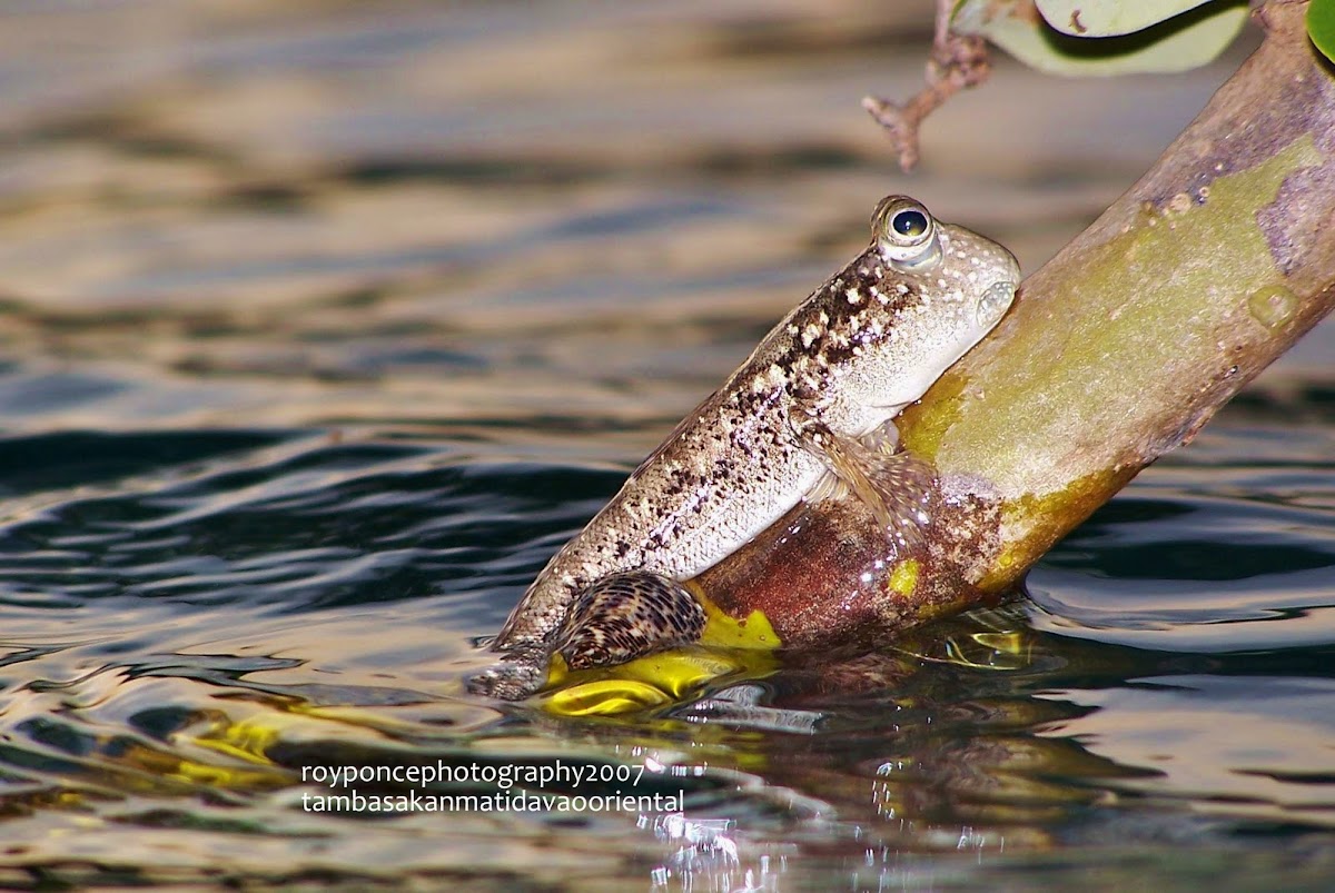 mud skipper | Project Noah