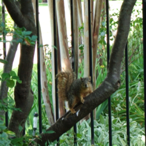 Fox Squirrel | Project Noah