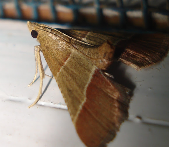 Eublemma | Project Noah