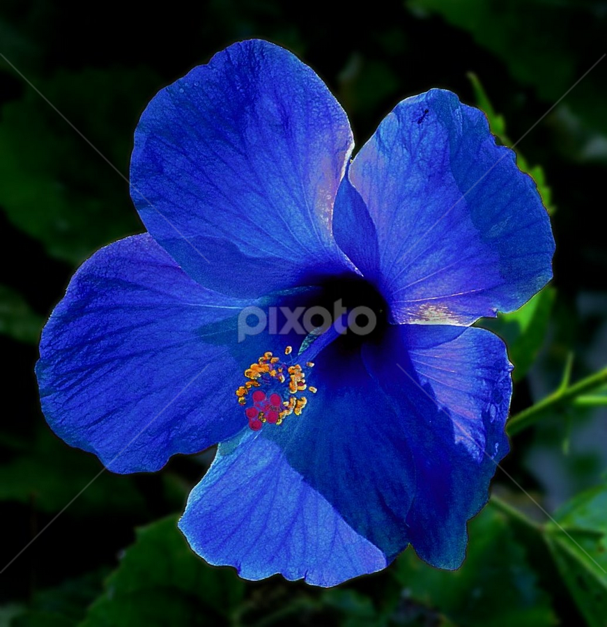 Blue Hibiscus Flowers