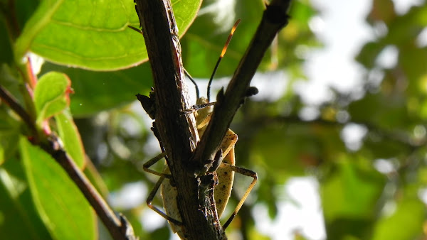 Leaf-footed Bug or Coreid Bug | Project Noah